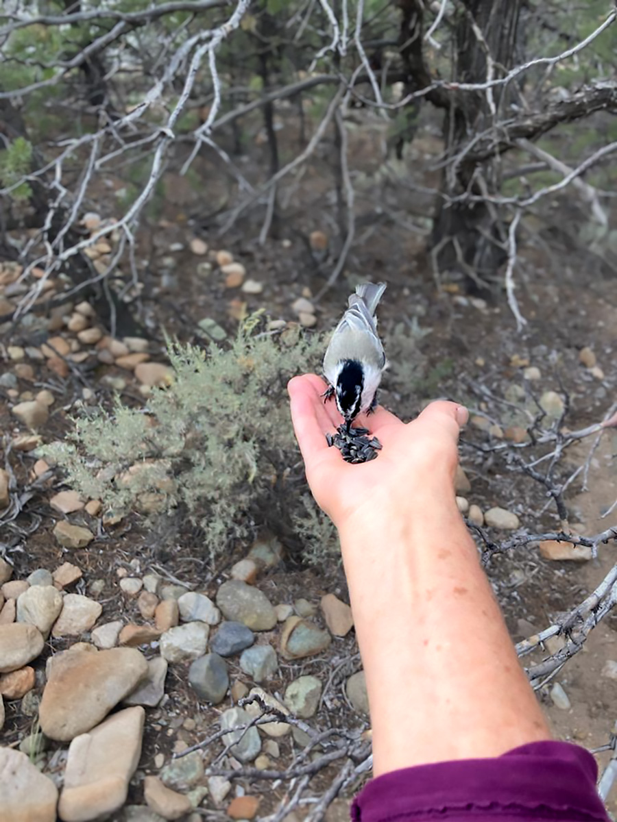 Bird is the Word: Imagining a Bird Economy - Questa News